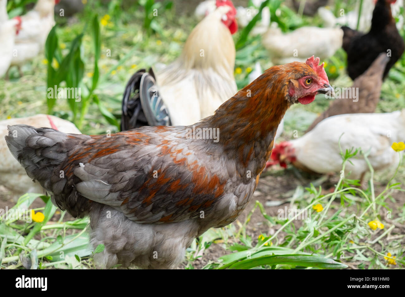 Free range chickens grass hi-res stock photography and images - Alamy
