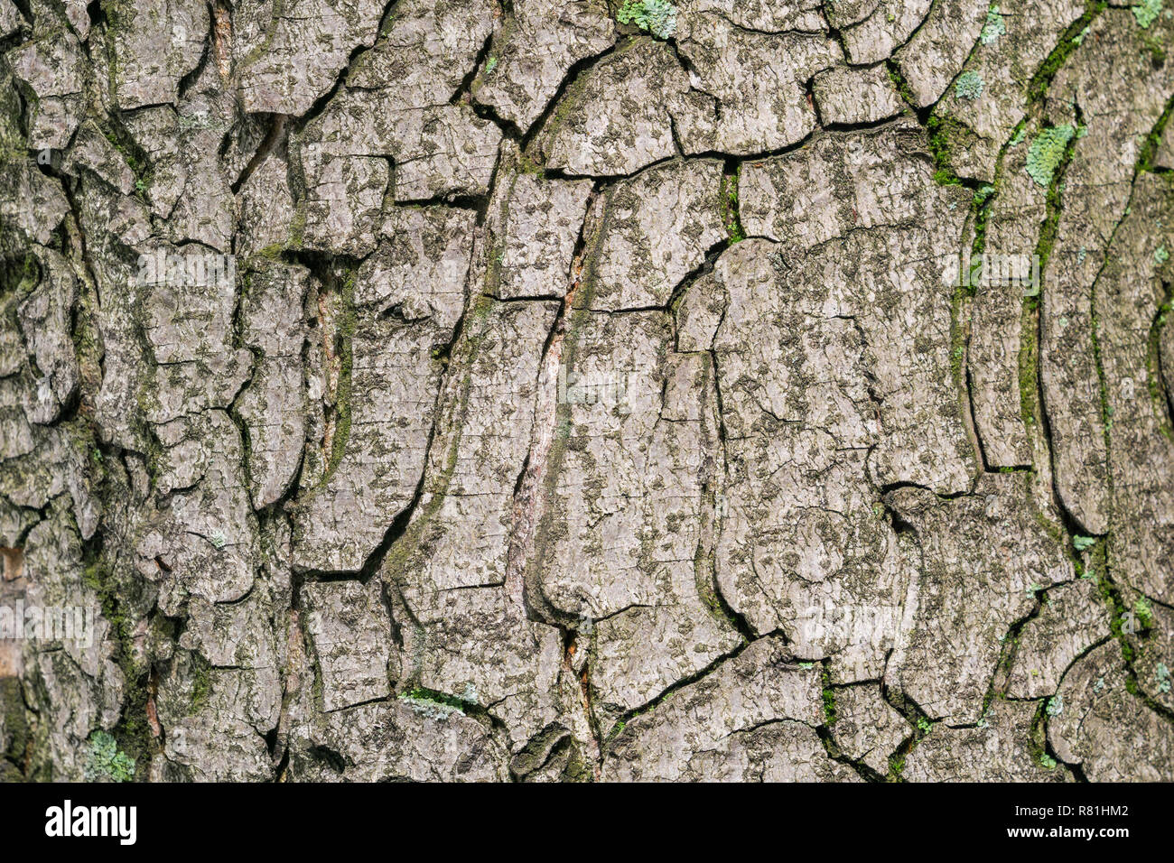 Chestnut tree bark hi-res stock photography and images - Alamy