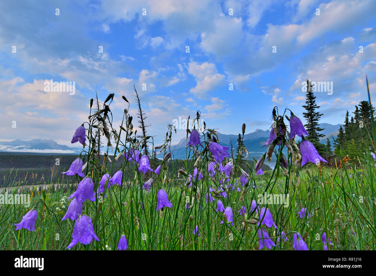 A cluster of Bluebell wildflowers growing in a wild meadow near the ...