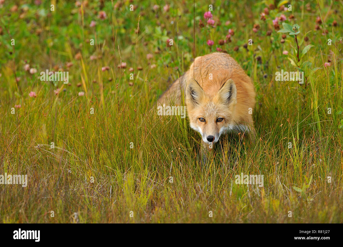 A wild red fox 'Vulpes vulpes', stalking in a open meadow tor small ...