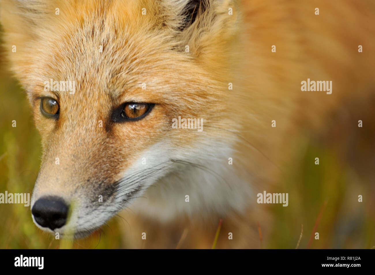 A horizontal close up view of the expression on a red fox 's face ...