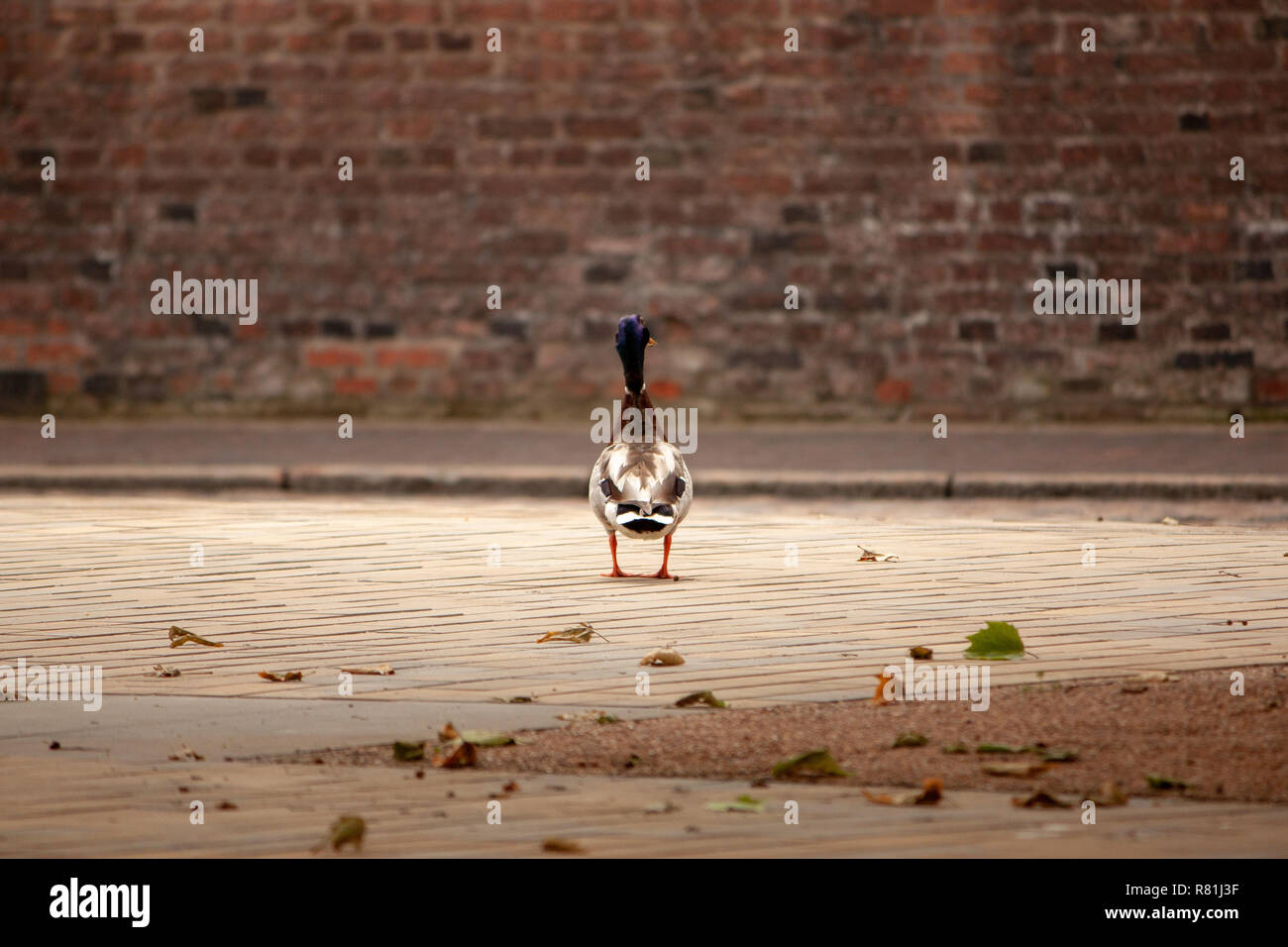 Alone duck hi-res stock photography and images - Alamy