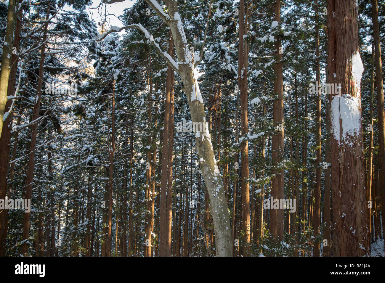 winter forest in japan Stock Photo - Alamy