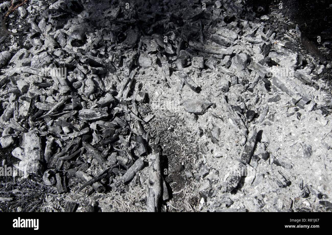ash, cinders of outdoor fireplace in woods, left behind after picnics ...