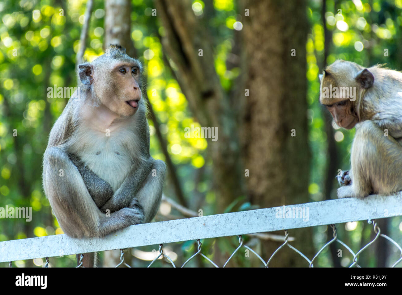 Monkey on a wire hi-res stock photography and images - Alamy