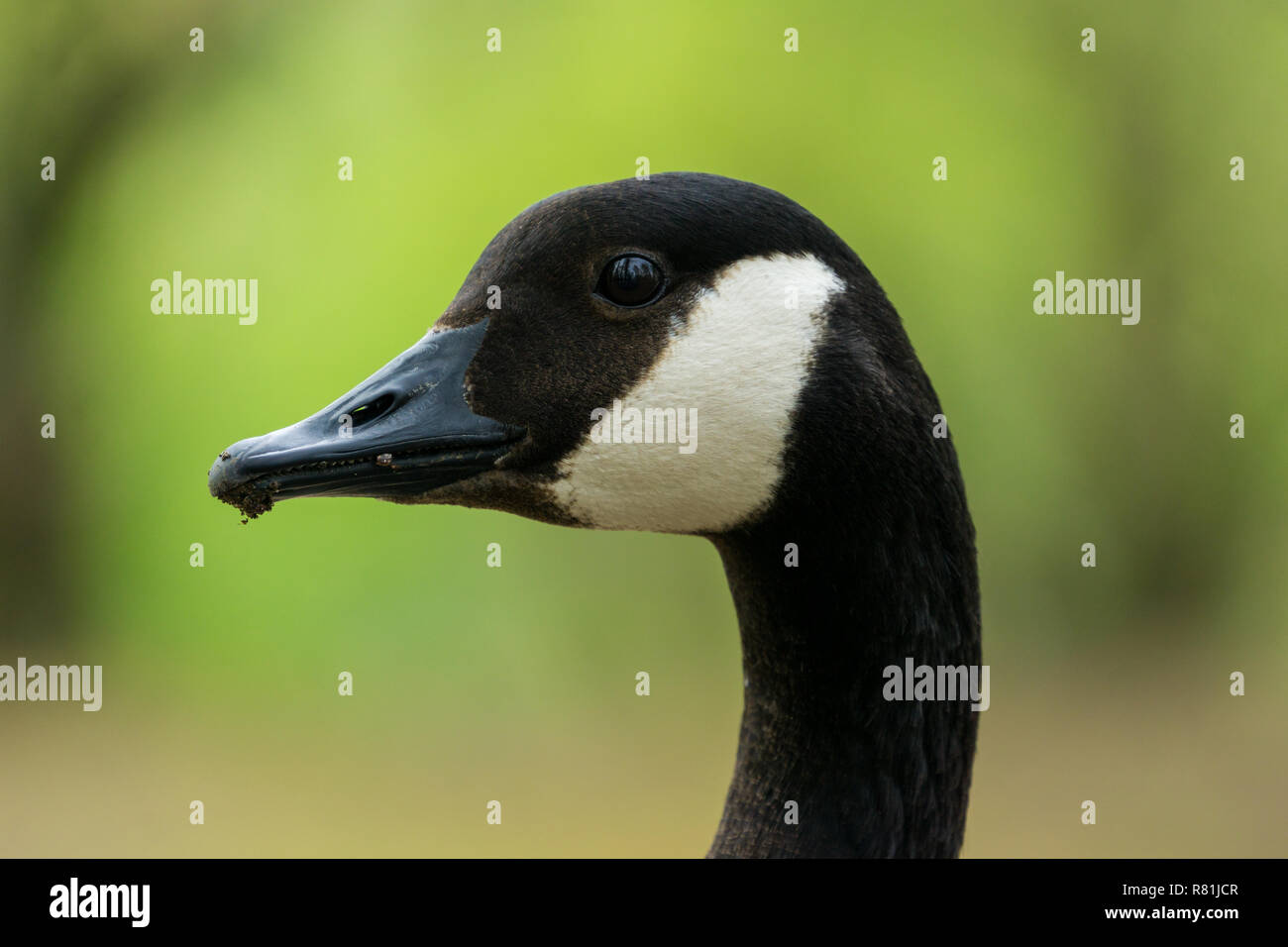 Back view of a goose hi-res stock photography and images - Alamy