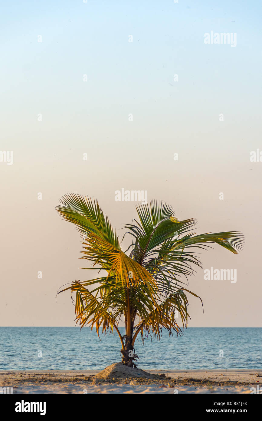 Young palm tree hi-res stock photography and images - Alamy