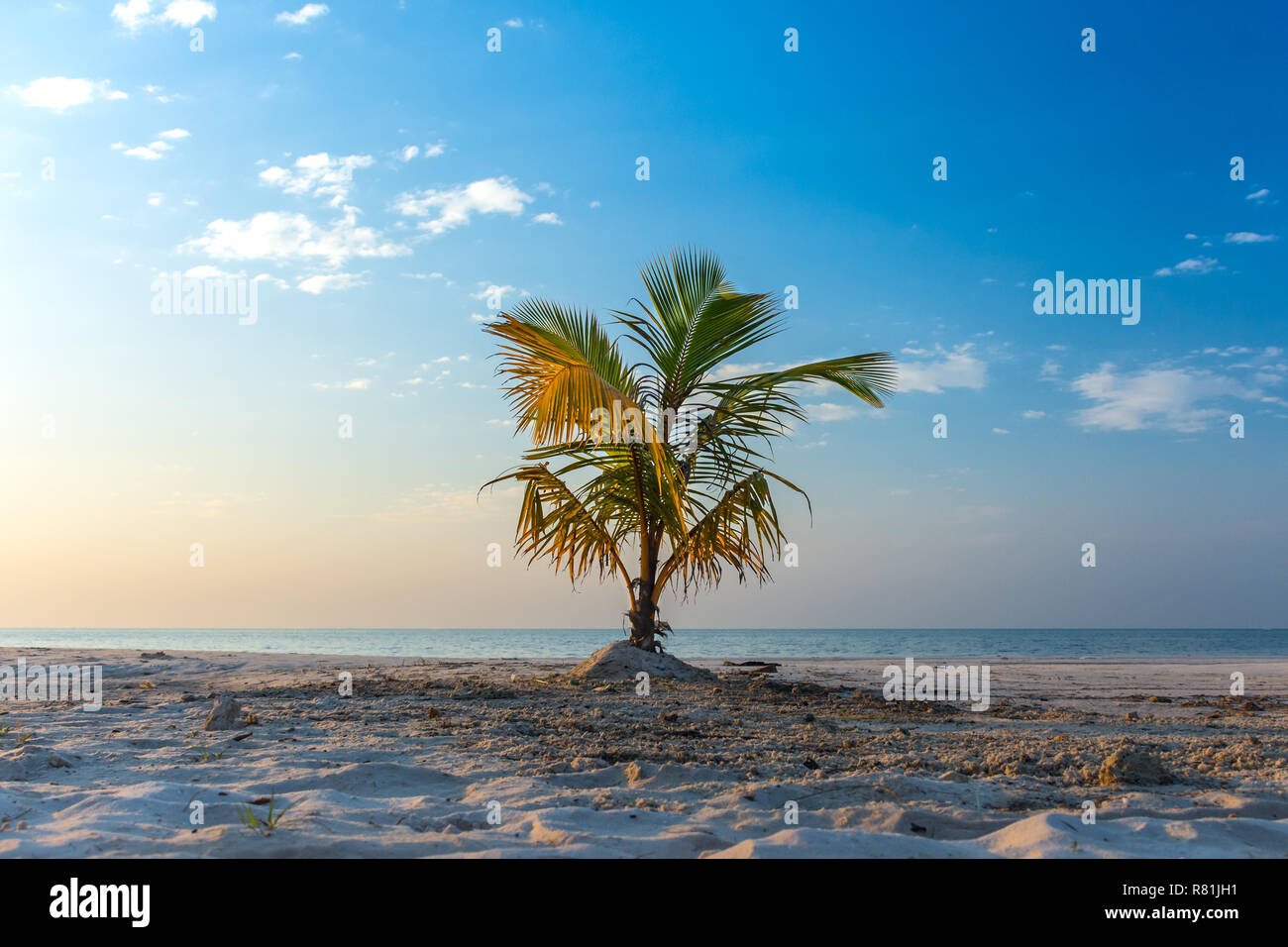Single young palm tree growing on white sand beach, blue sky and sea ...