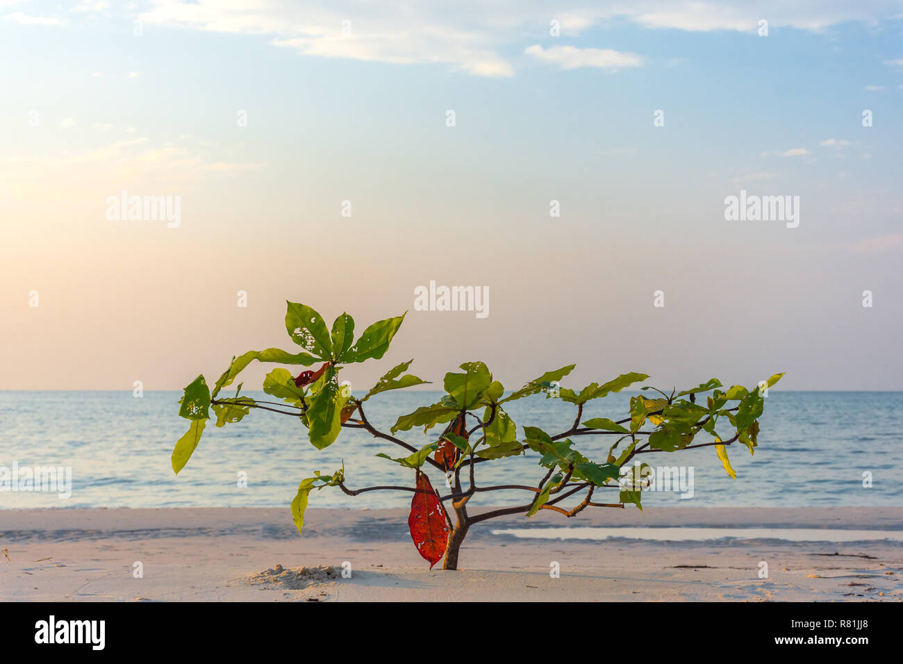 Light beach ocean hi-res stock photography and images - Alamy