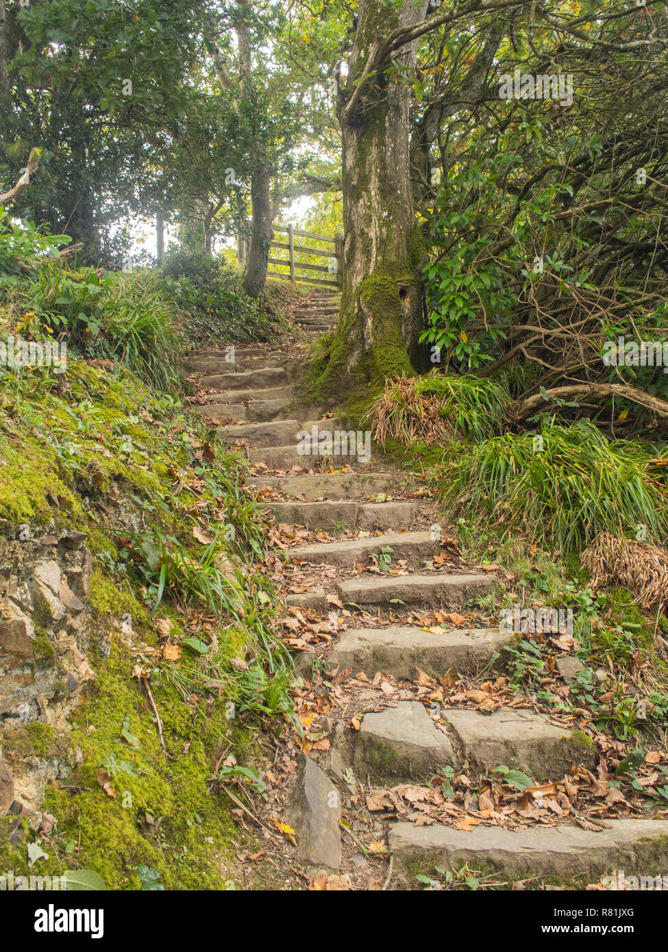 beautiful woodland walk around Clovelly in Devon , England Stock Photo ...