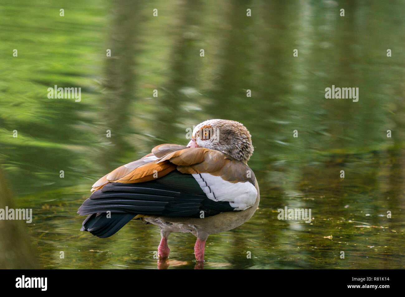 Close-up of a Egyptian goose (Alopochen aegyptiaca) at the Lake Stock ...