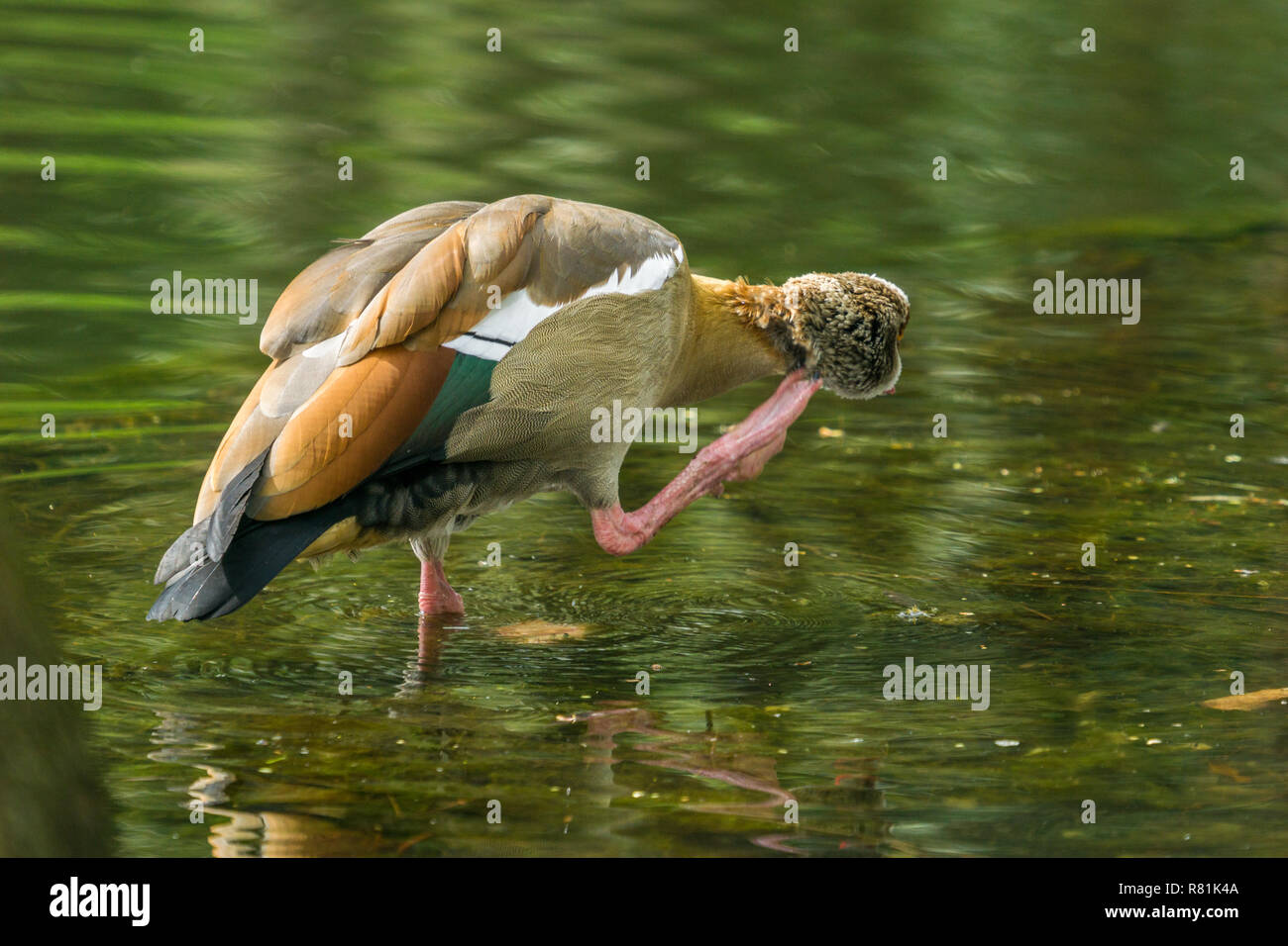 Close-up of a Egyptian goose (Alopochen aegyptiaca) at the Lake Stock ...
