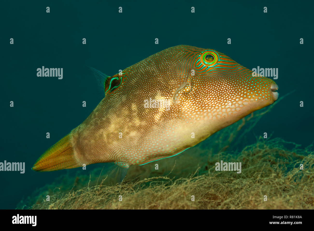 Fingerprint Toby, Compressed Toby (Canthigaster compressa). Male above ...