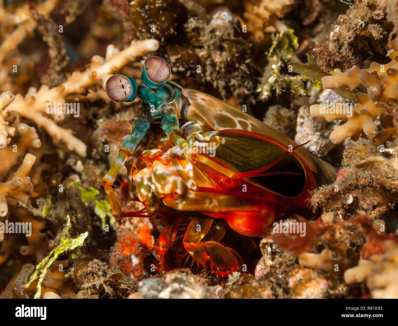 Peacock Mantis Shrimp (Odontodactylus scyllarus) in its burrow. Molucca ...
