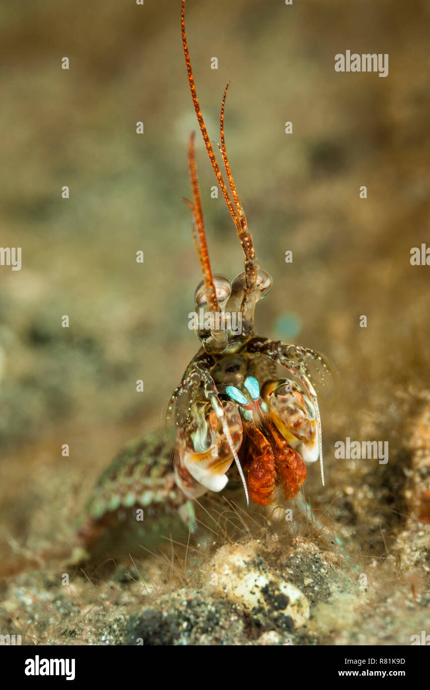 In defensive posture hi-res stock photography and images - Alamy