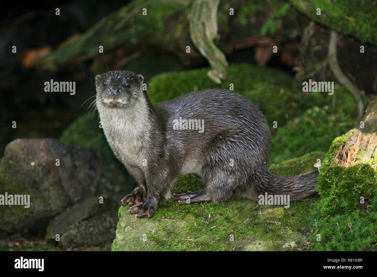 Eurasian Otter (Lutra lutra). Adult standing on a moss-covered rock ...