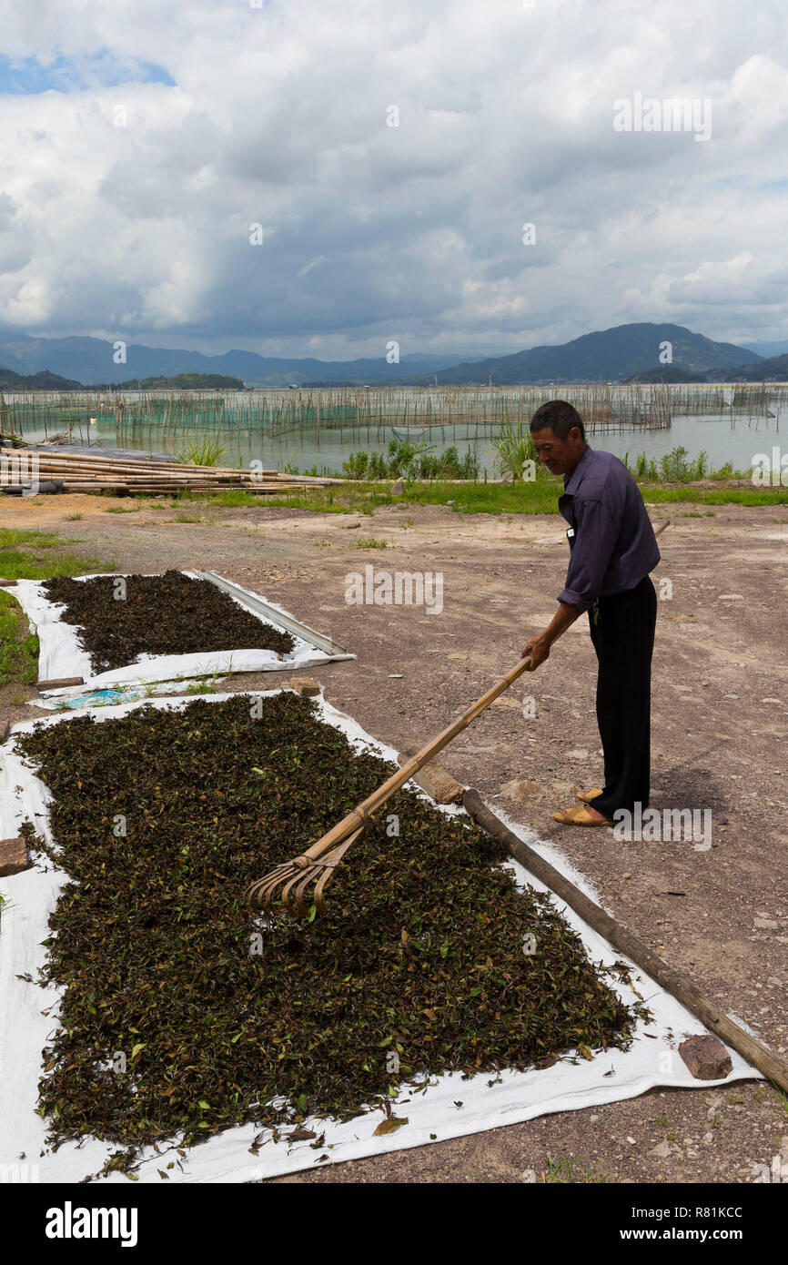 Tea (Camellia sinensis). Drying tea leaves in the sun. China, Fujiang ...