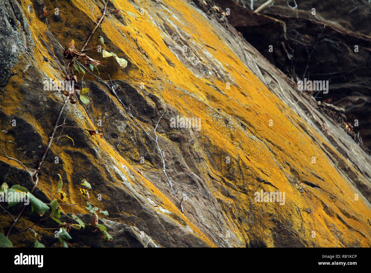Moss yellow growth hi-res stock photography and images - Alamy
