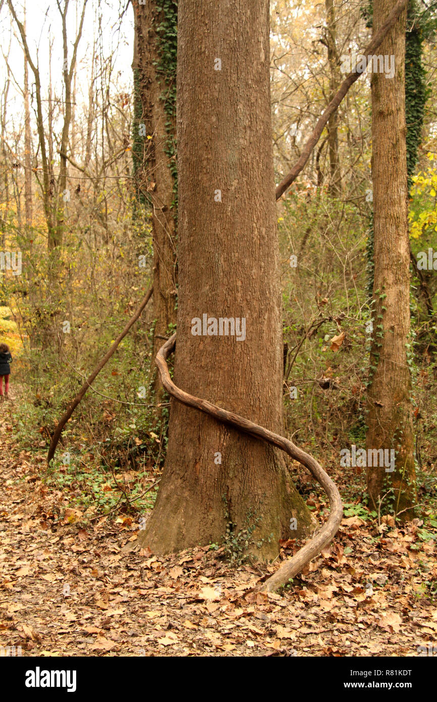 America creep hi-res stock photography and images - Alamy