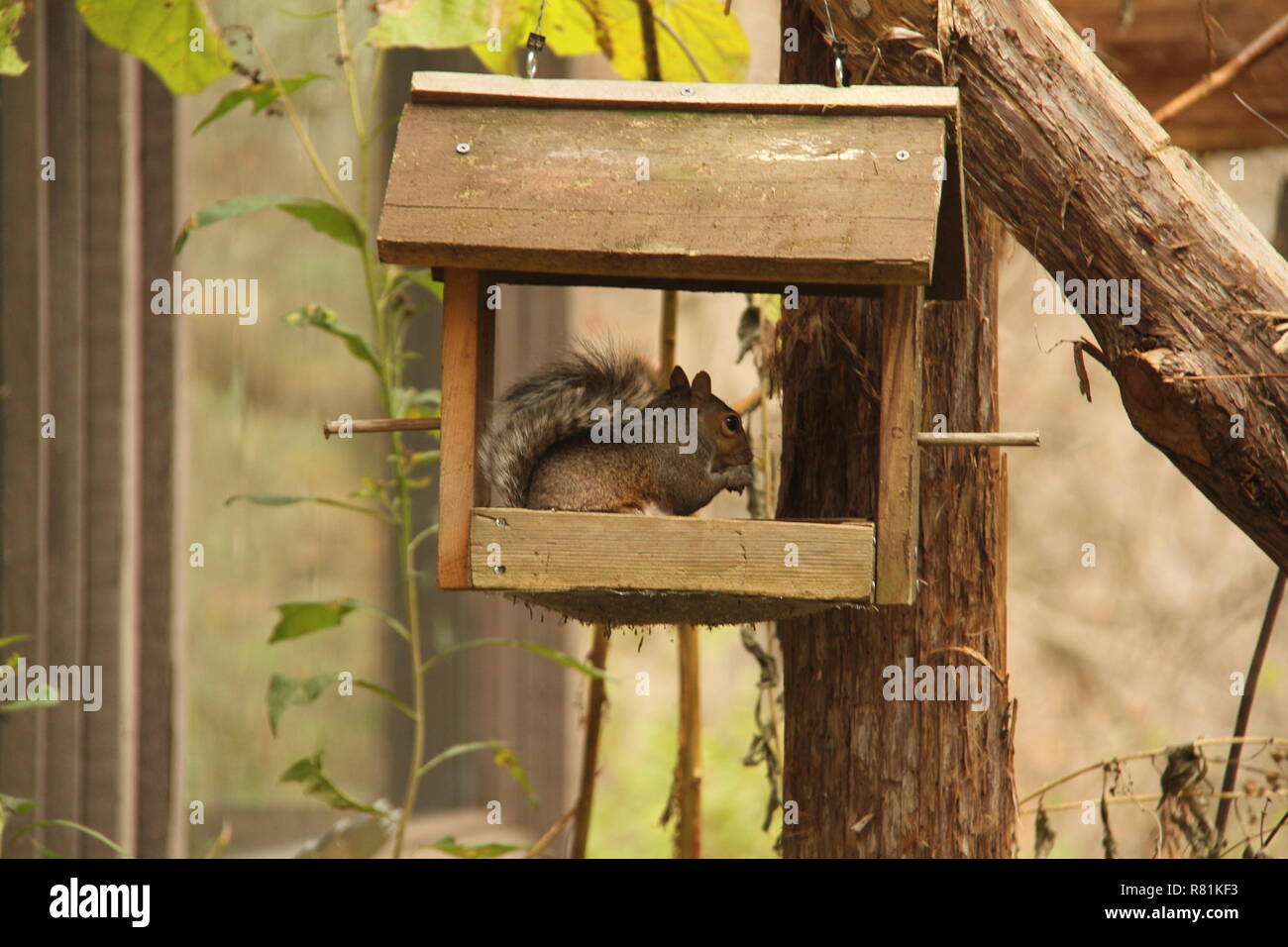 Squirrel inside house hi-res stock photography and images - Alamy