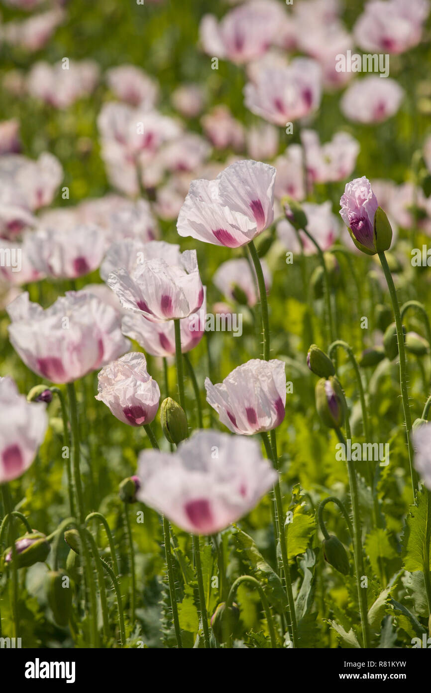 Opium poppy commercially grown hi-res stock photography and images - Alamy