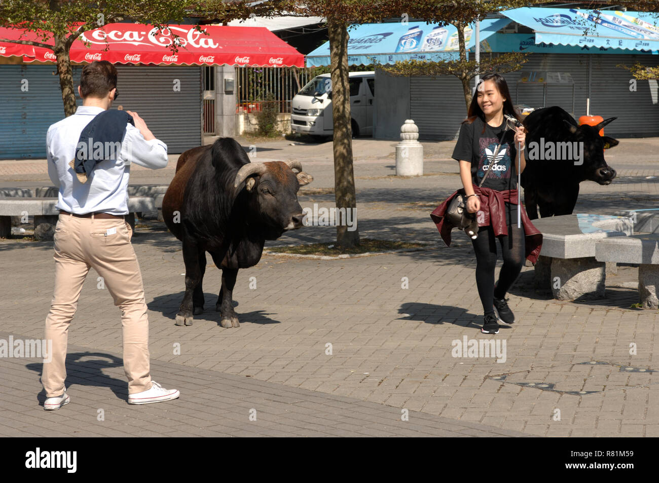 Cattle at the entrance to the Po Lin Monastery located on Ngong Ping ...