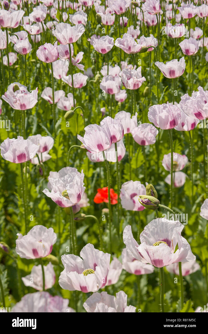 Medicinal opium poppies, Papaver somniferum, growing in fields around ...