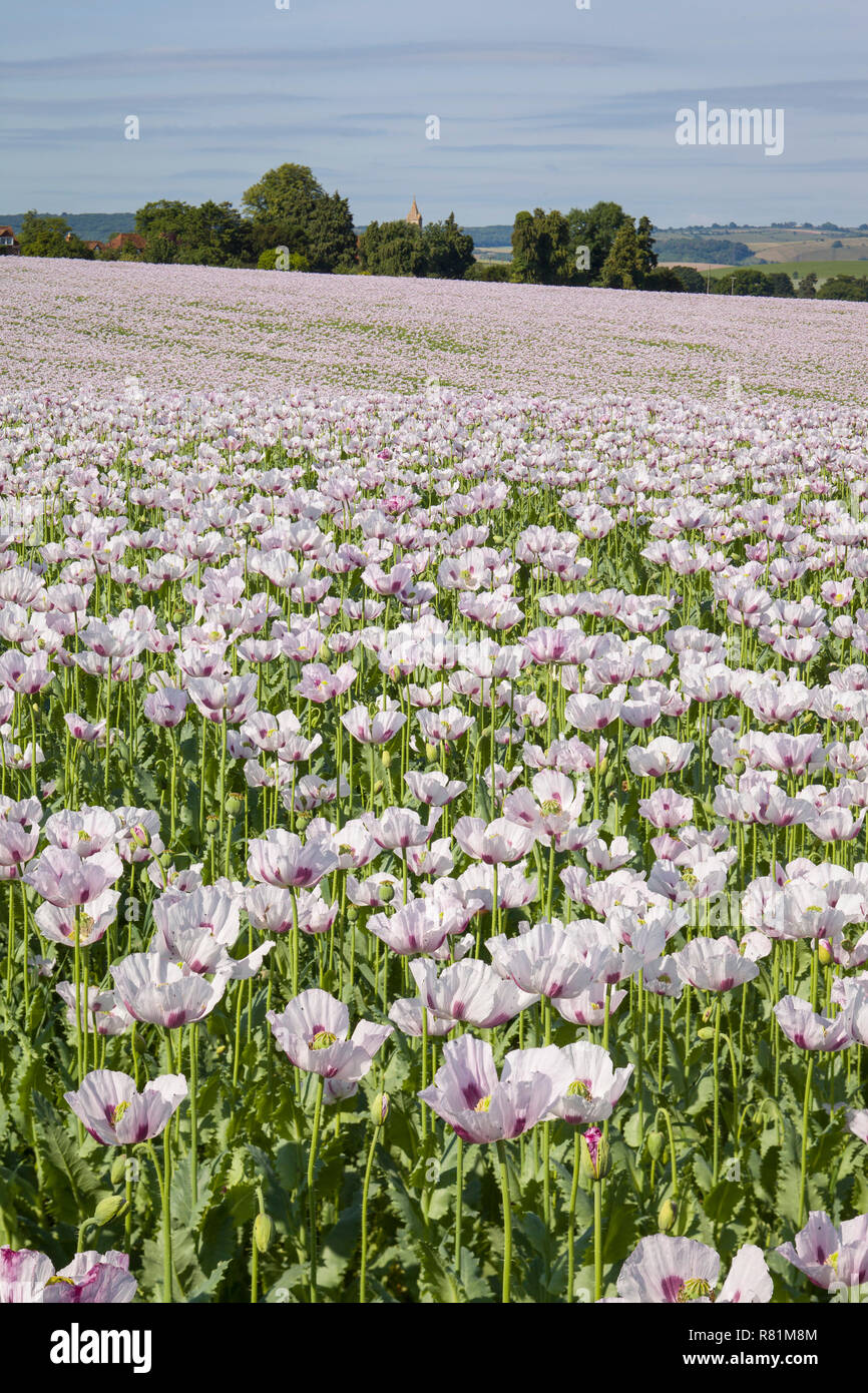 Opium poppy commercially grown hi-res stock photography and images - Alamy