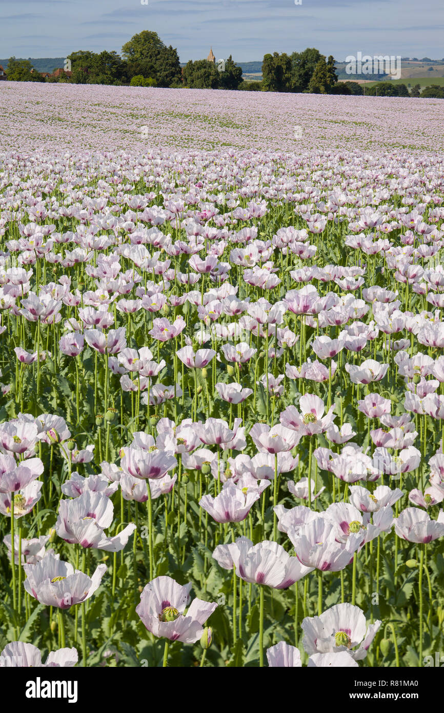 Medicinal opium poppies, Papaver somniferum, growing in fields around ...