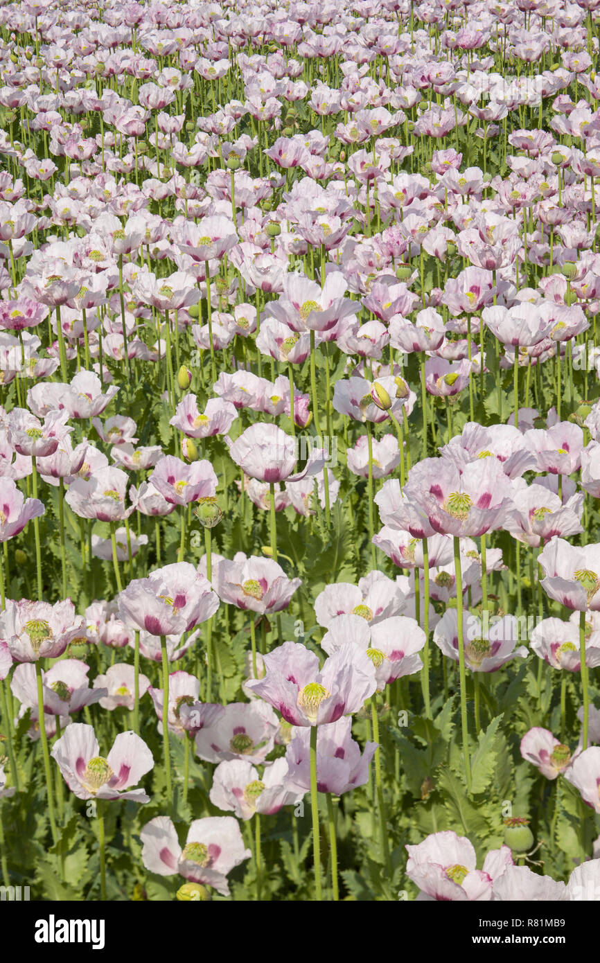 Medicinal opium poppies, Papaver somniferum, growing in fields around ...