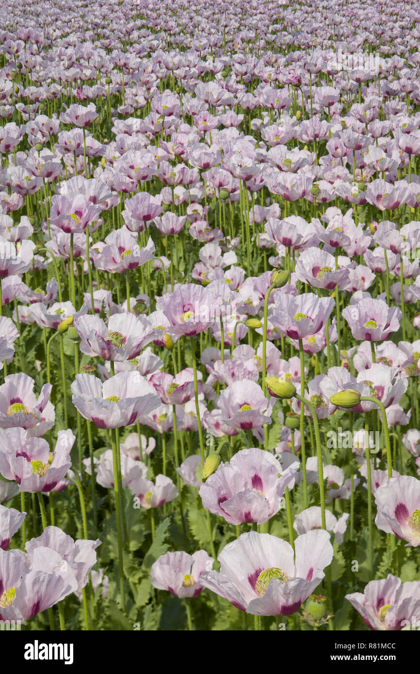 Medicinal opium poppies, Papaver somniferum, growing in fields around ...
