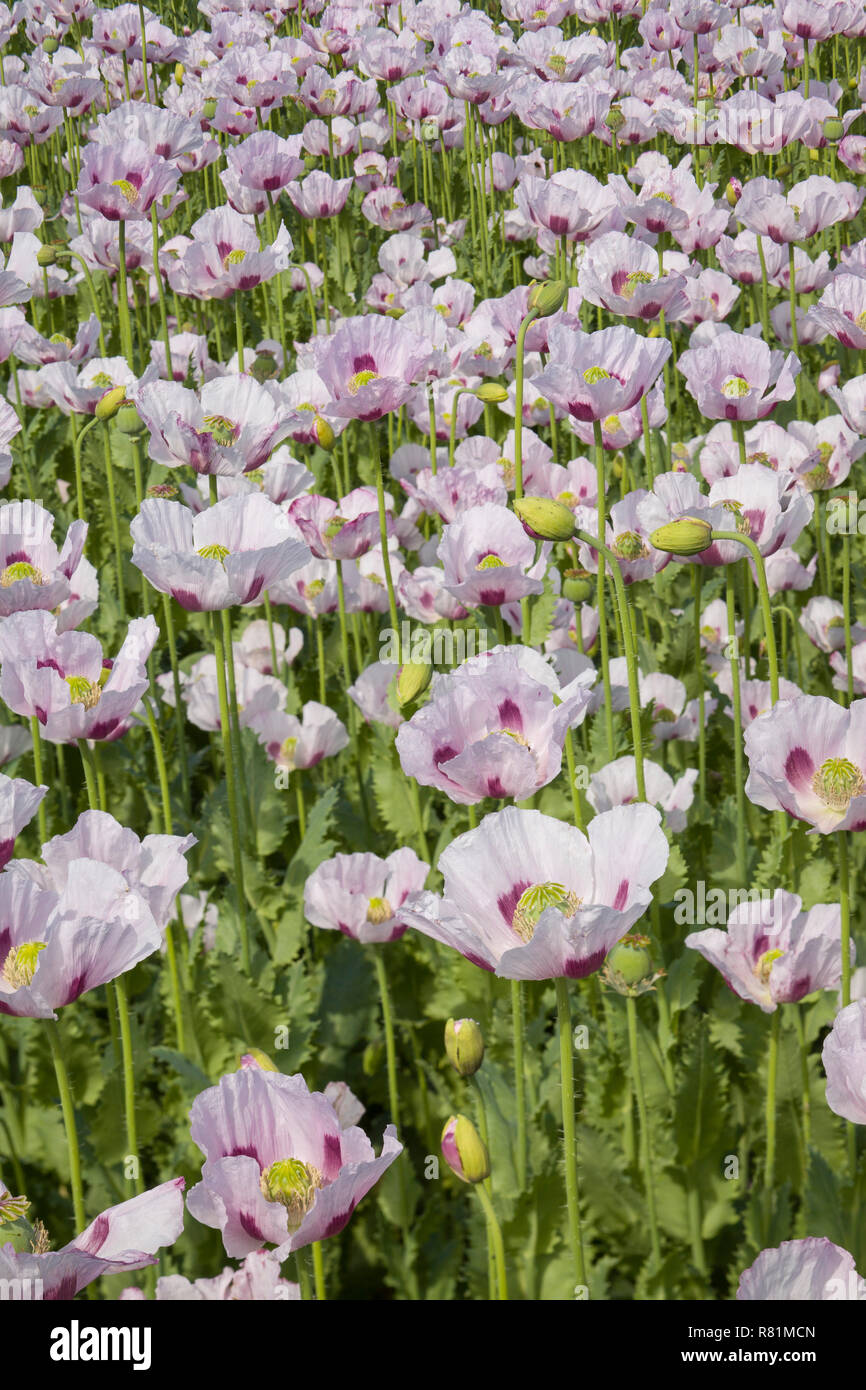 Medicinal opium poppies, Papaver somniferum, growing in fields around ...