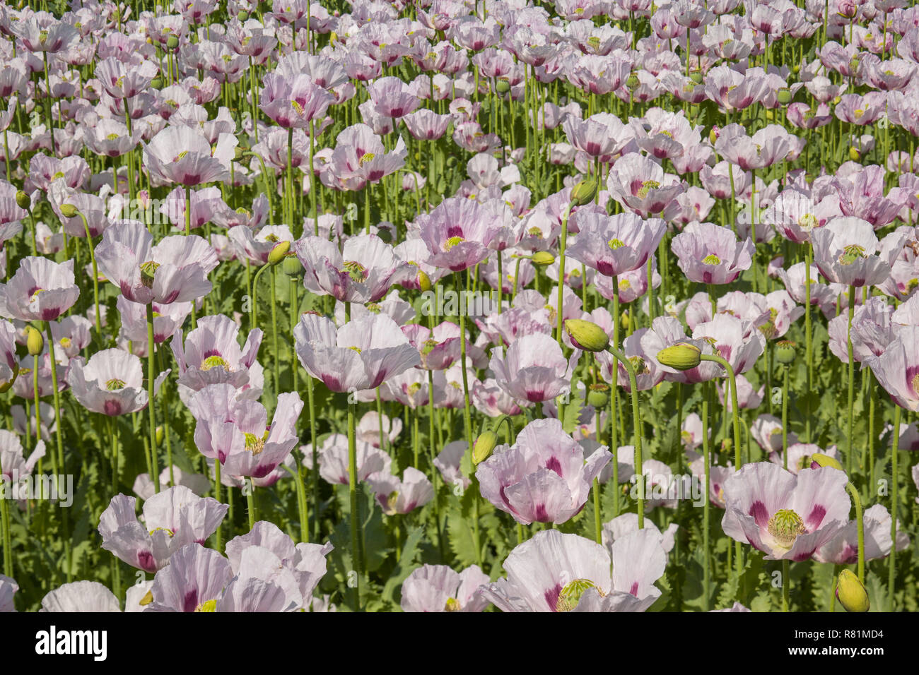 Medicinal opium poppies, Papaver somniferum, growing in fields around ...