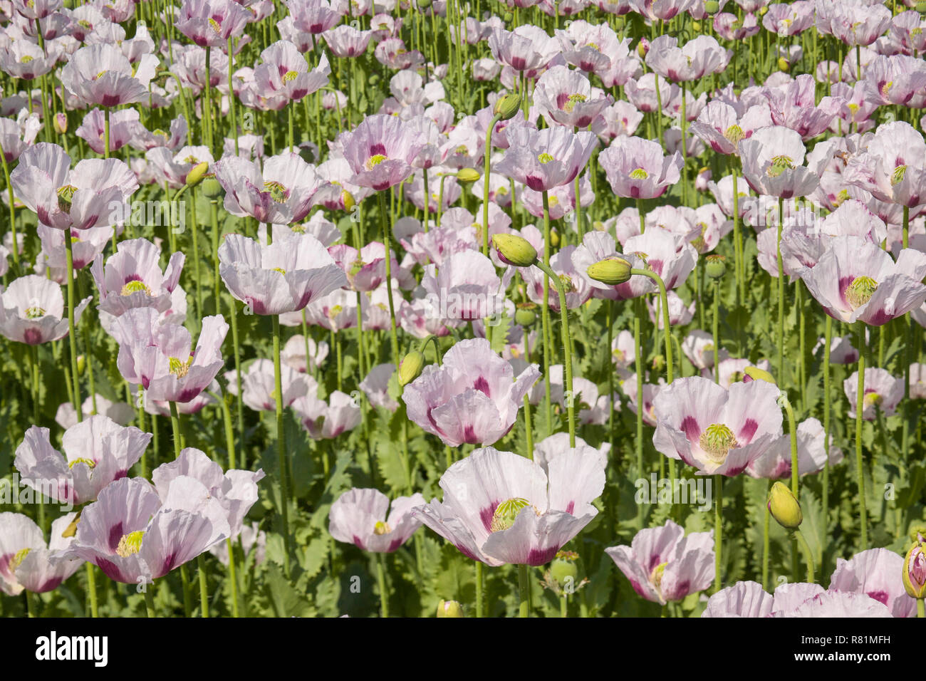 Medicinal opium poppies, Papaver somniferum, growing in fields around ...
