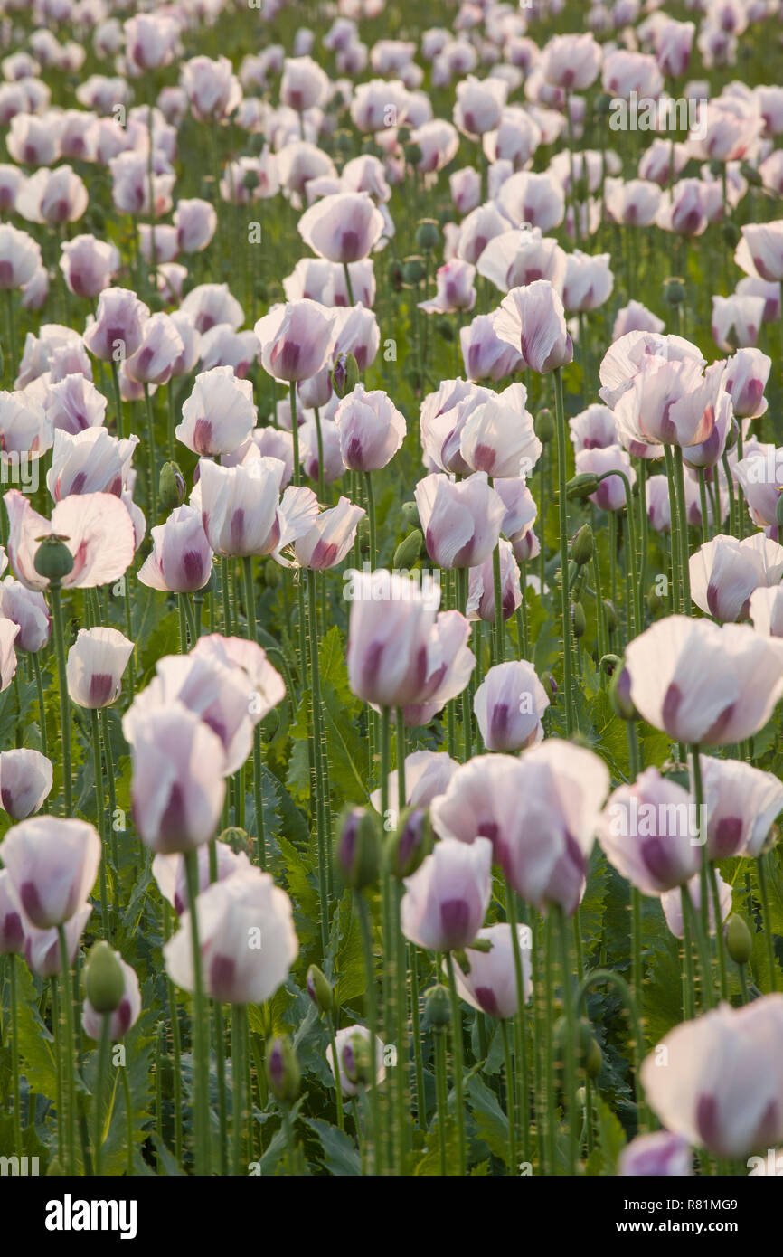 Opium poppy commercially grown hi-res stock photography and images - Alamy