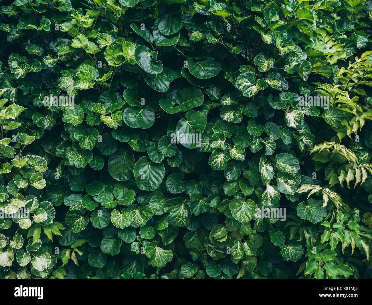 Tropical nature green bush texture background in tropical forest Stock ...