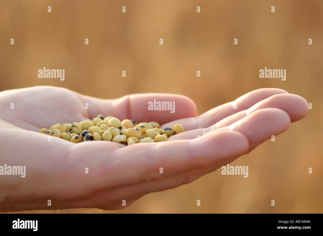 Harvest ready soy beans in human hand on dry pods background evening ...