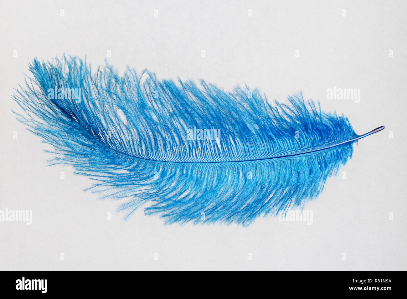 White feather blue background hi-res stock photography and images - Alamy