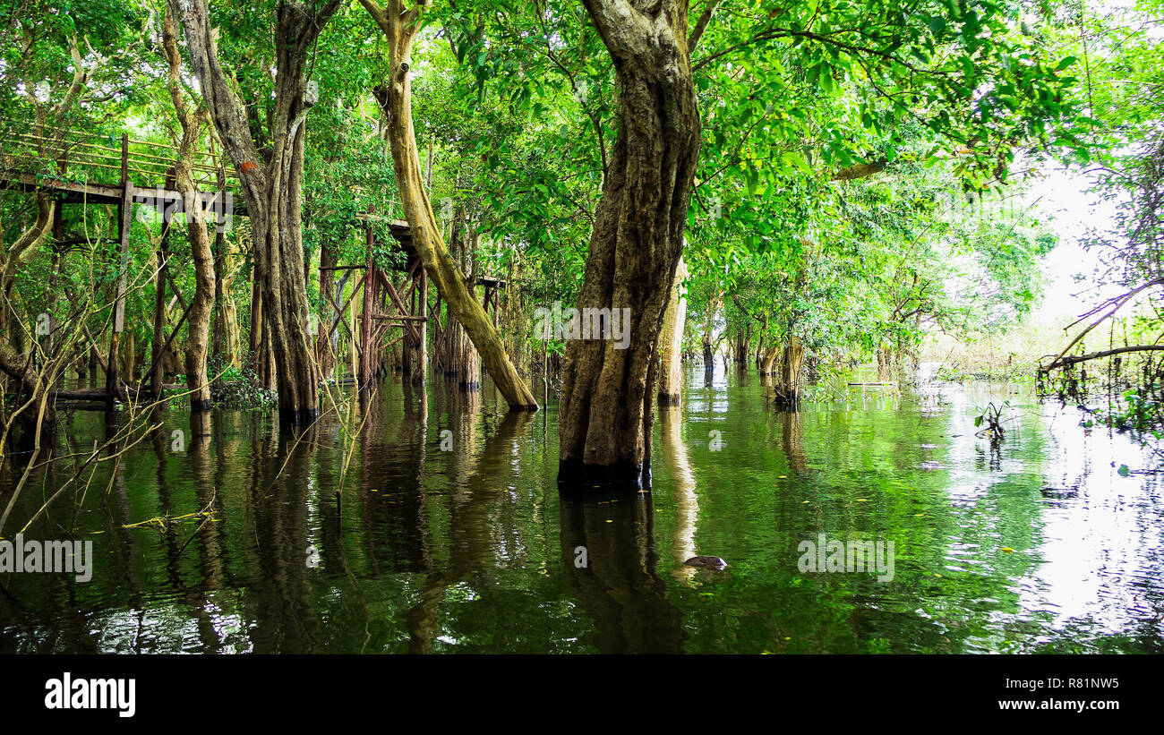 Mangrove canopy hi-res stock photography and images - Alamy