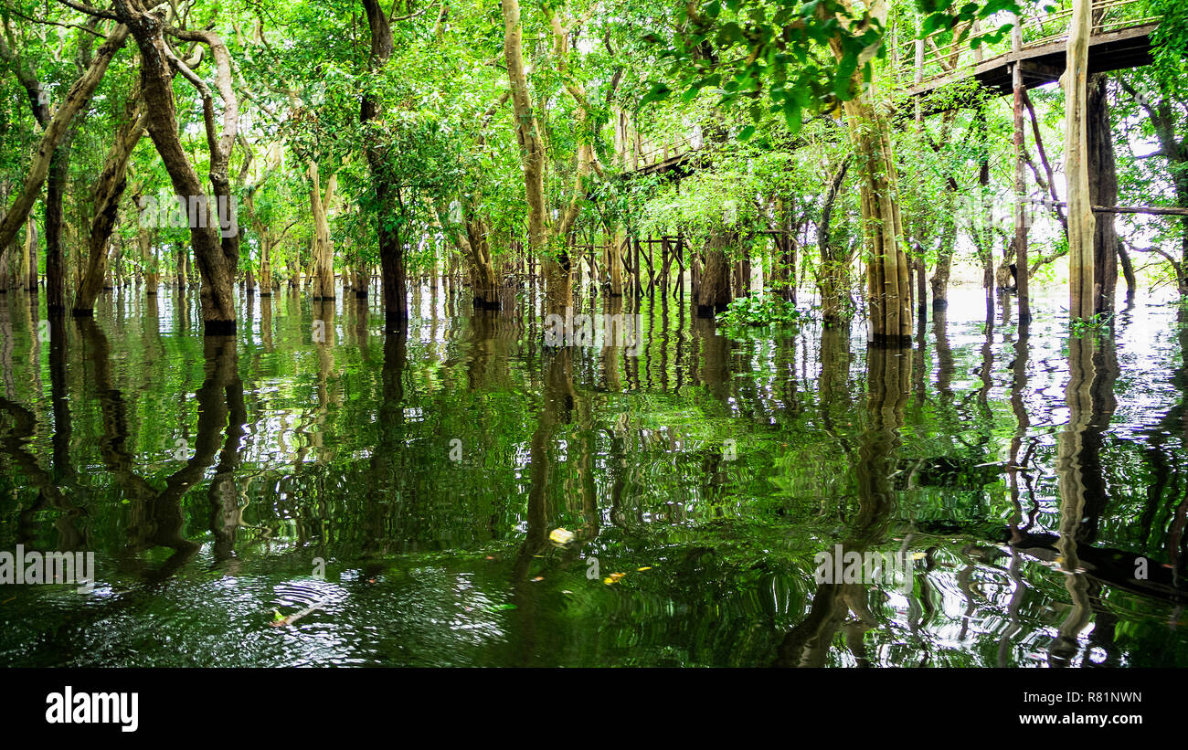 Siem Reap Tonle Sap Kompong Phluk boat ride under mangrove tree canopy ...