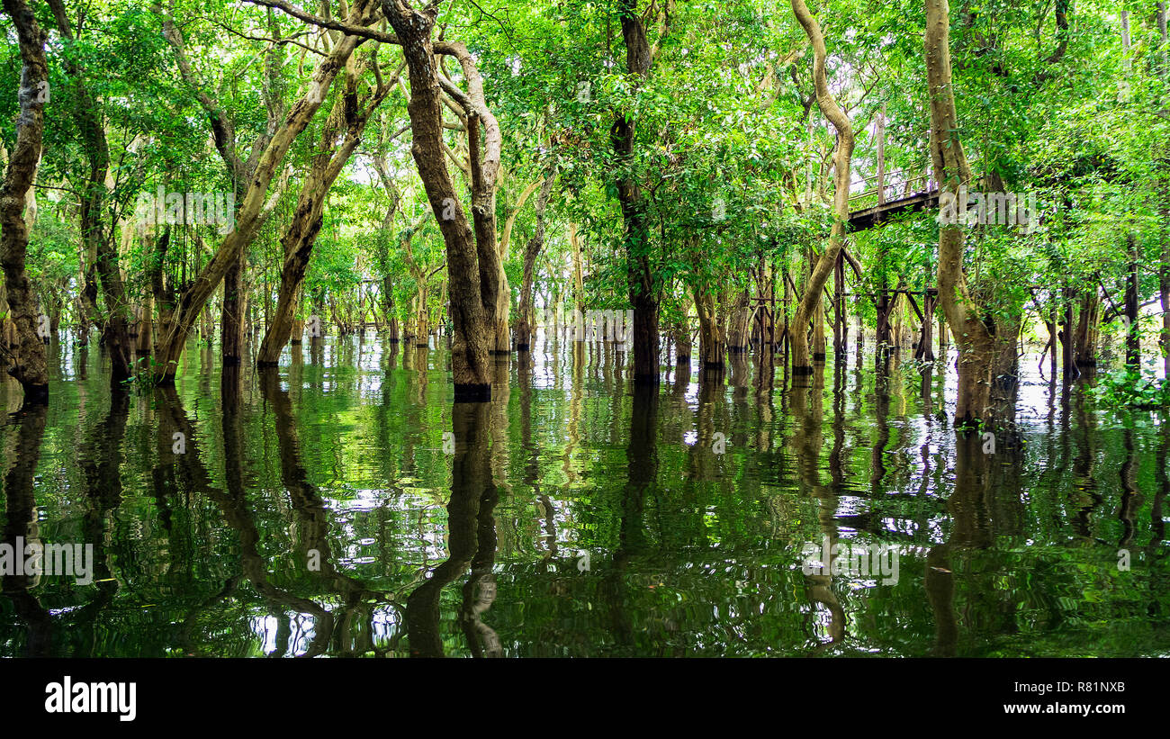 Siem Reap Tonle Sap Kompong Phluk boat ride under mangrove tree canopy ...