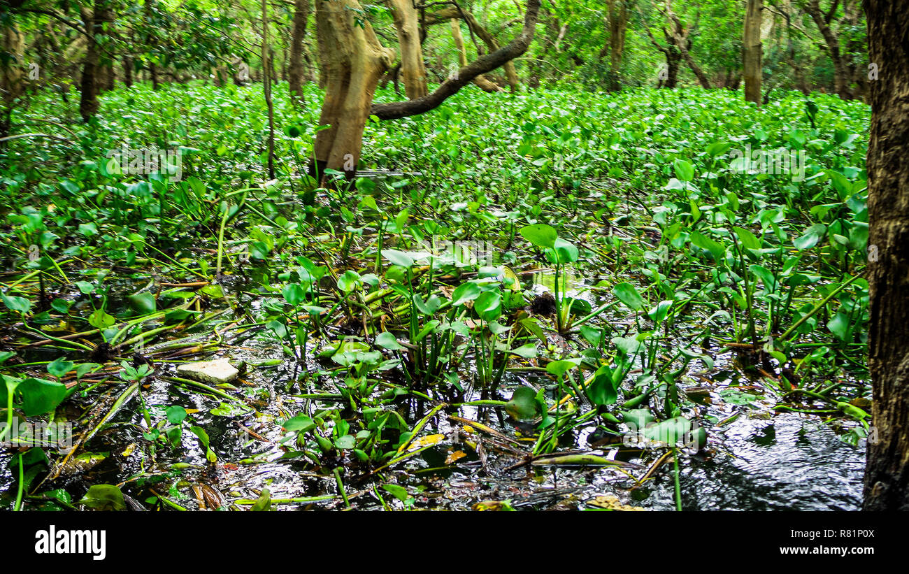 Siem Reap Tonle Sap Kompong Phluk boat ride under mangrove tree canopy ...