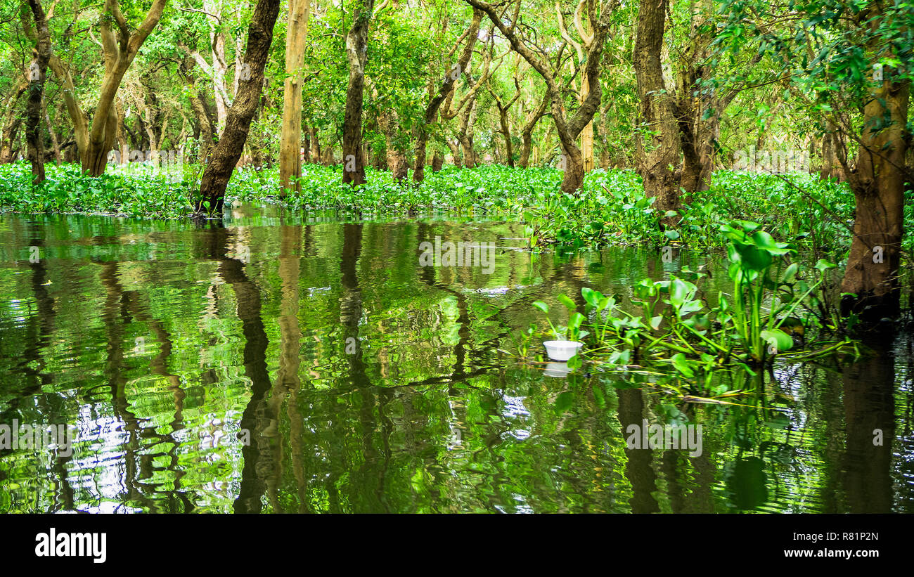 Siem Reap Tonle Sap Kompong Phluk boat ride under mangrove tree canopy ...