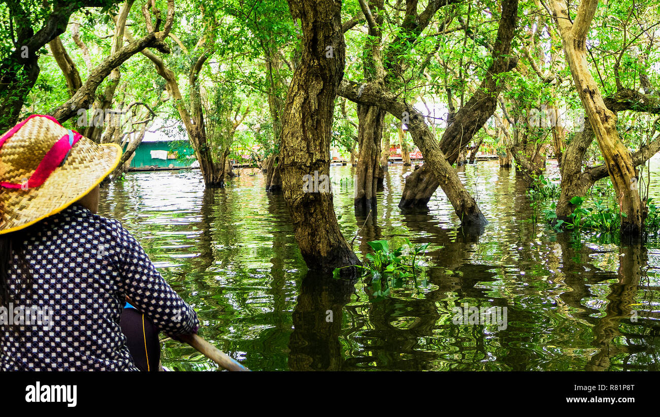 Siem Reap Tonle Sap Kompong Phluk boat ride under mangrove tree canopy ...