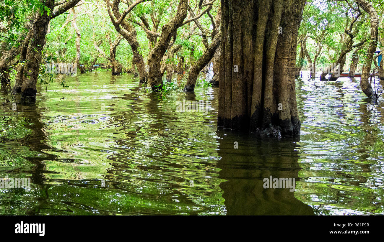 Siem Reap Tonle Sap Kompong Phluk boat ride under mangrove tree canopy ...