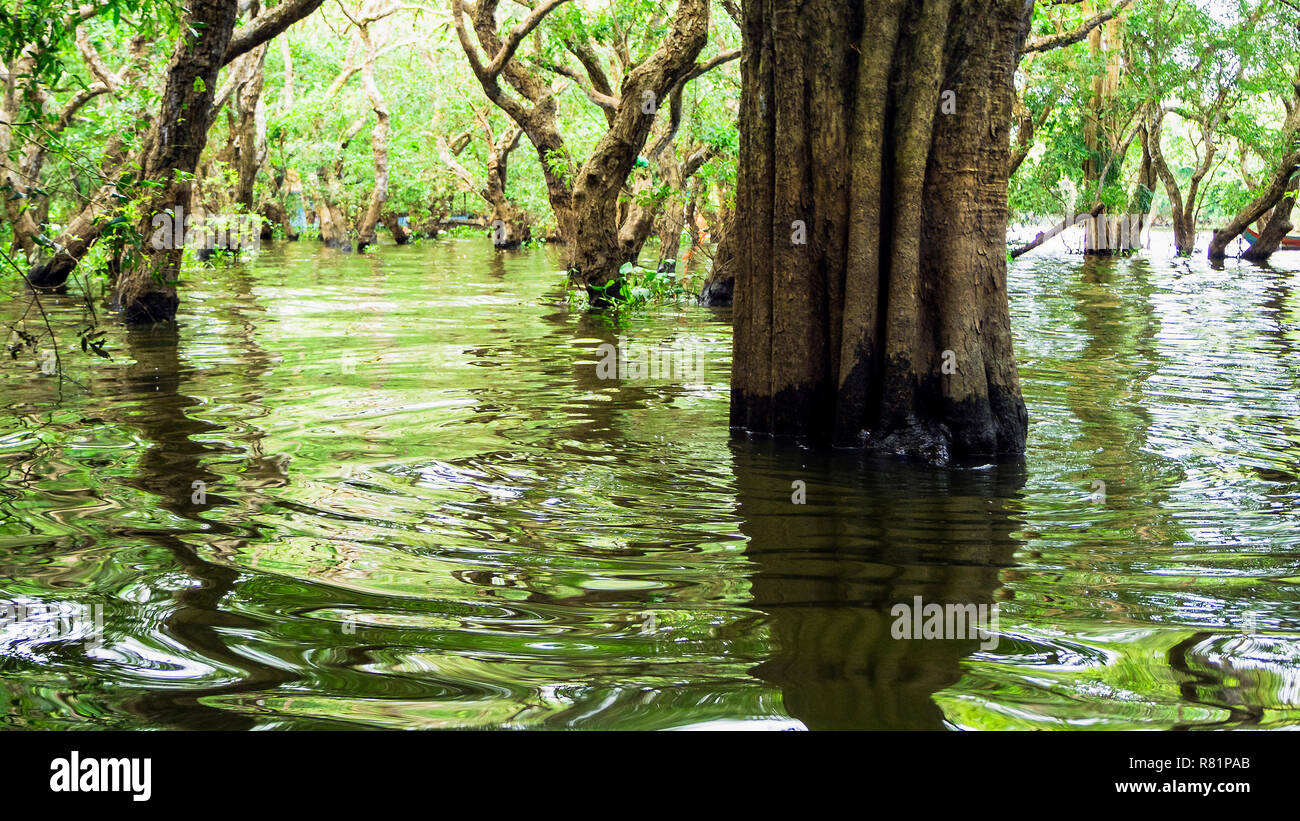 Siem Reap Tonle Sap Kompong Phluk boat ride under mangrove tree canopy ...