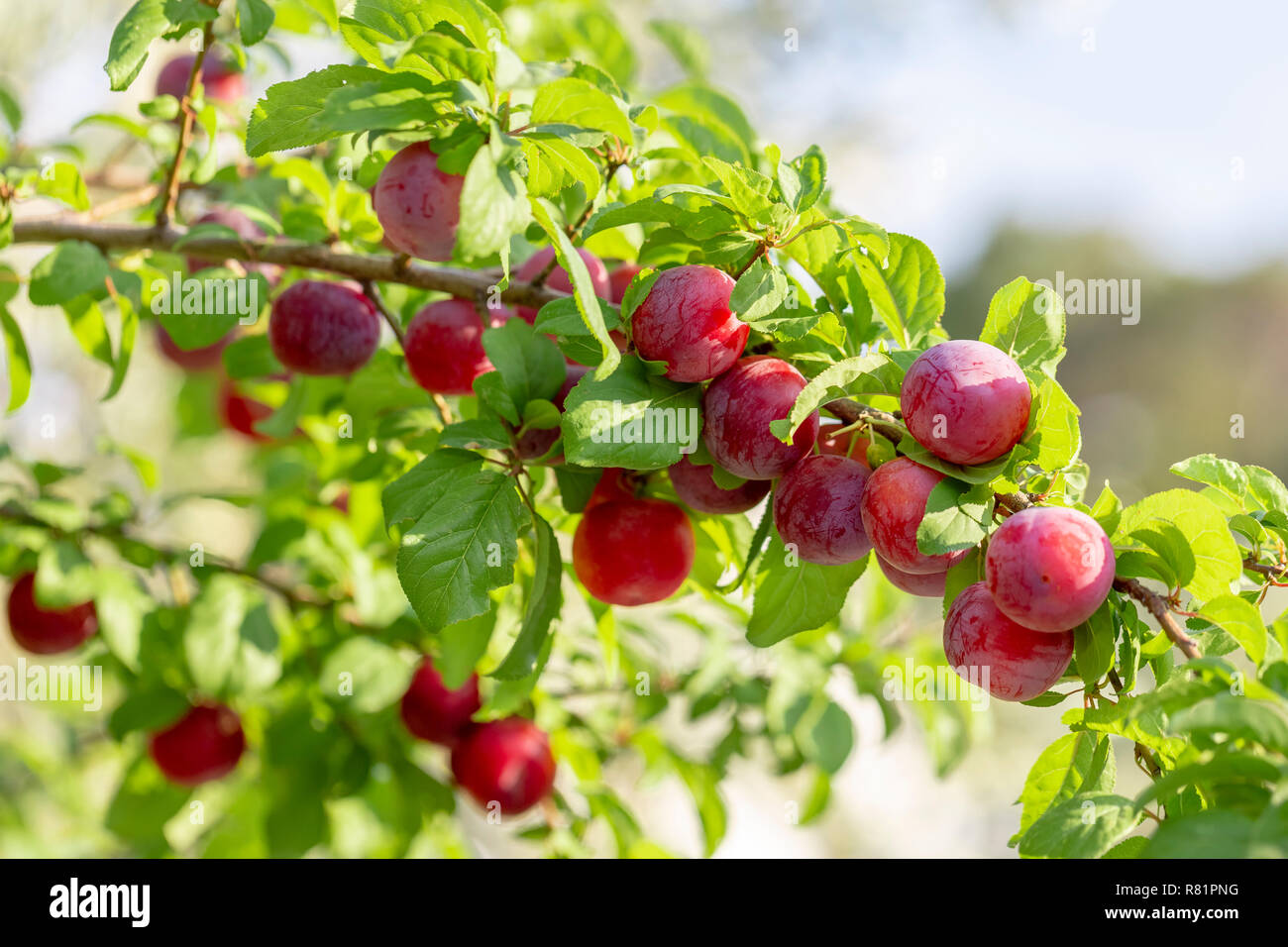 Red mirabelle cherry plums - Prunus domestica syriaca lit by sun ...