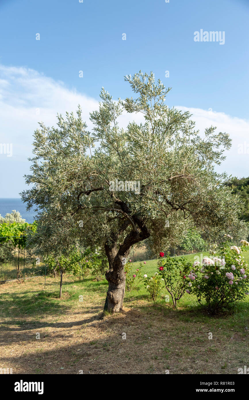 Olive tree in courtyard hi-res stock photography and images - Alamy