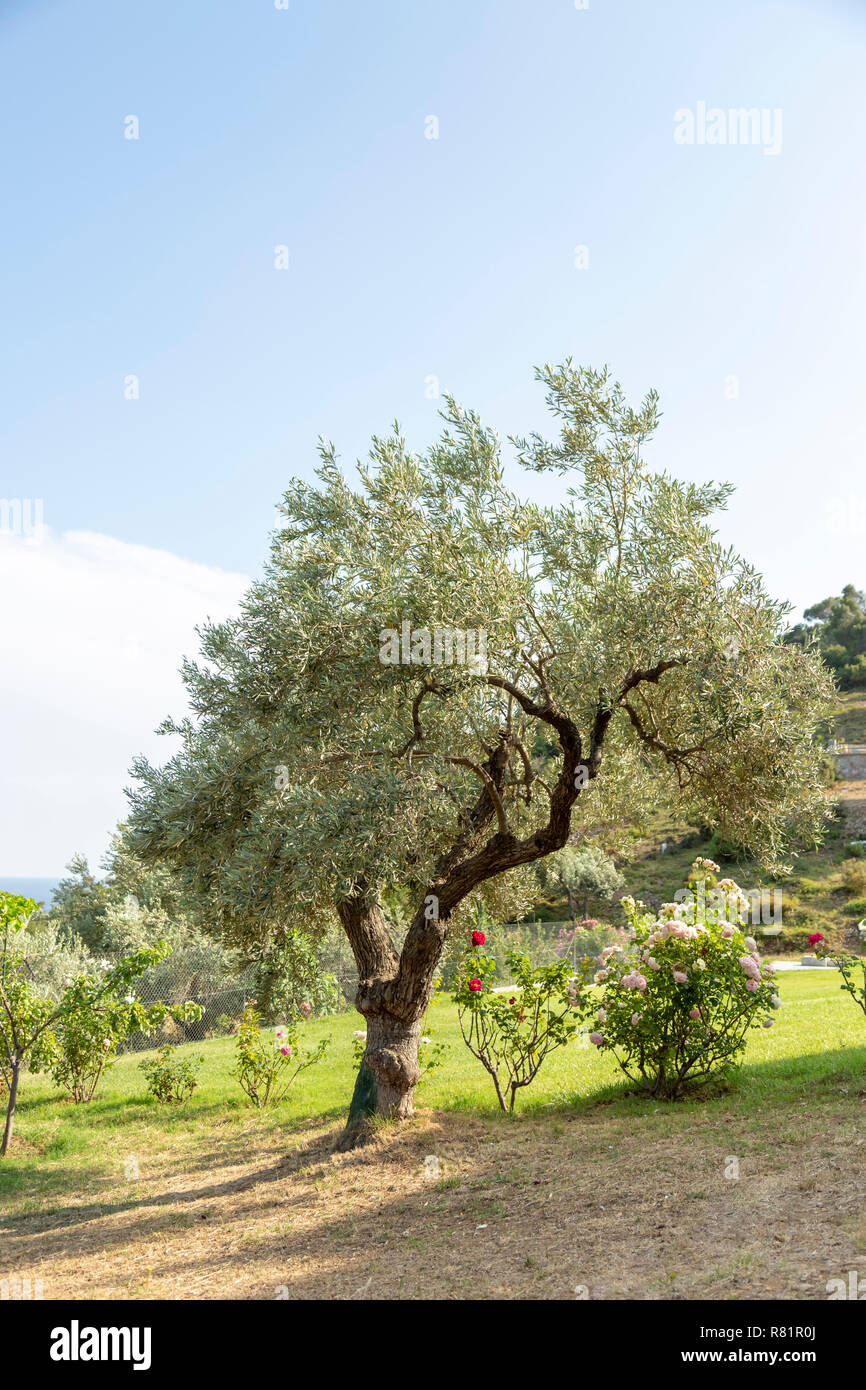 Olive tree in courtyard hi-res stock photography and images - Alamy