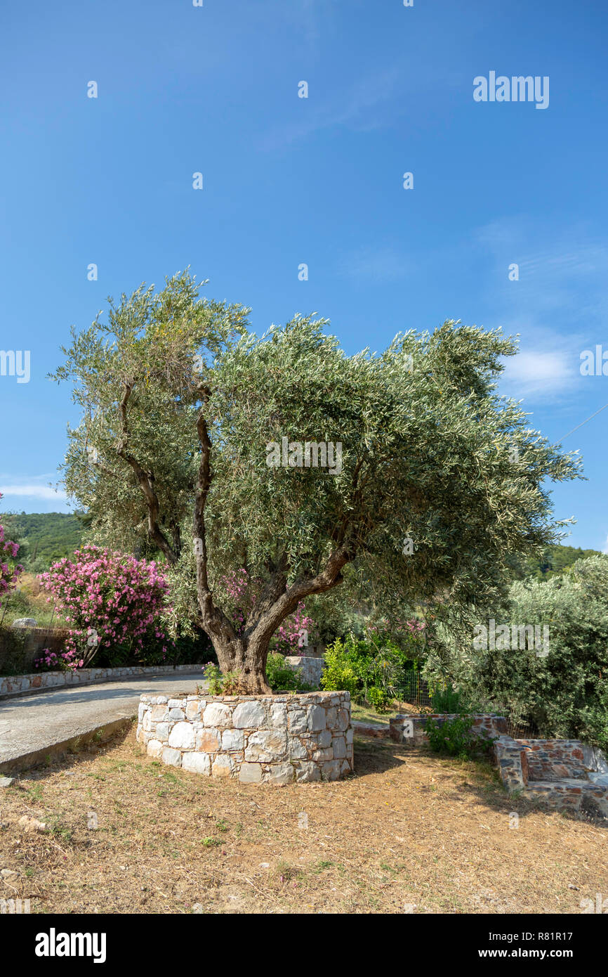 Olive tree in courtyard hi-res stock photography and images - Alamy